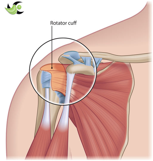 Rotator Cuff – ShoulderBuzz